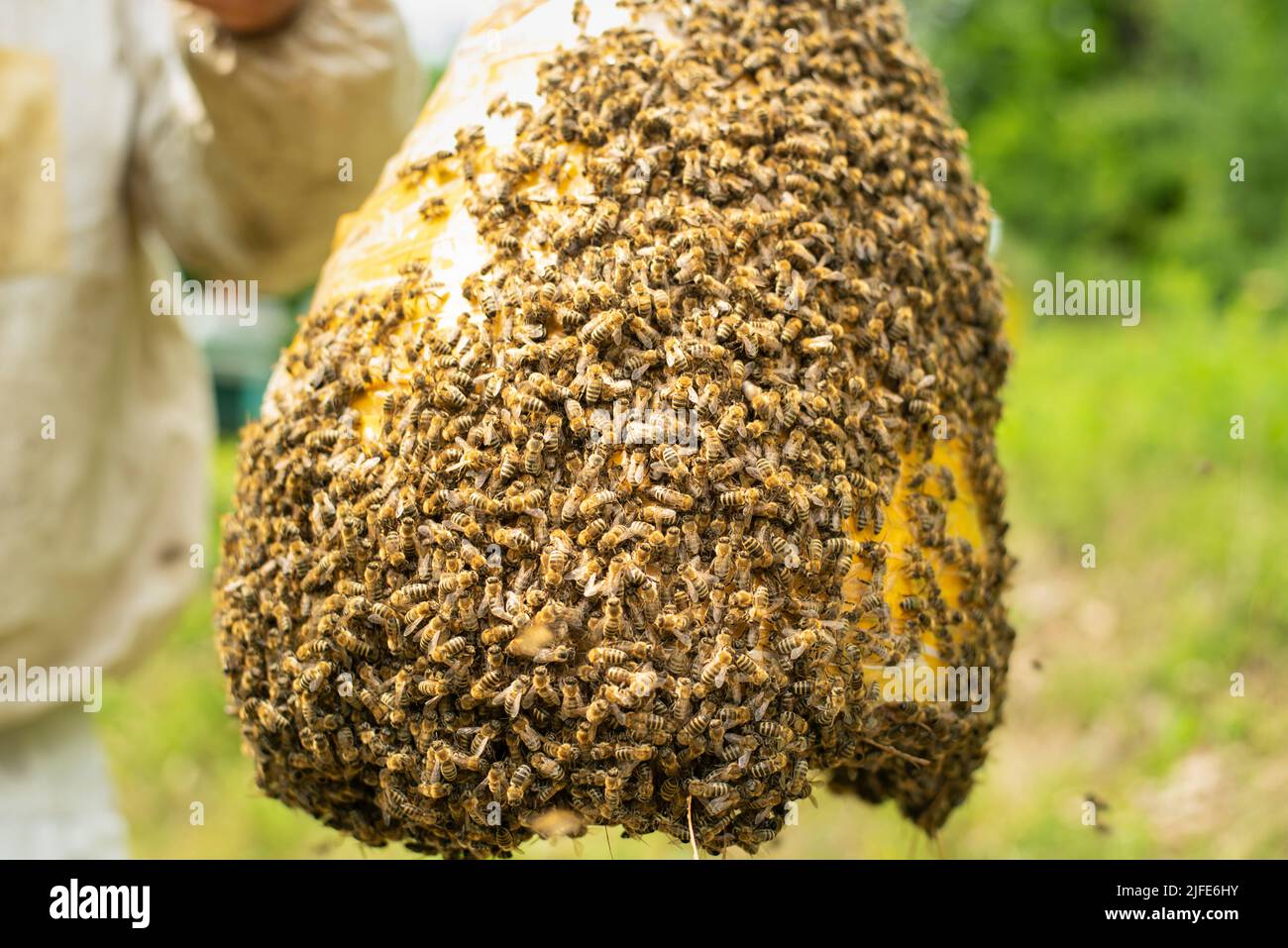 Bee swarm caught on traditional way. Thousands of bees on box Stock ...