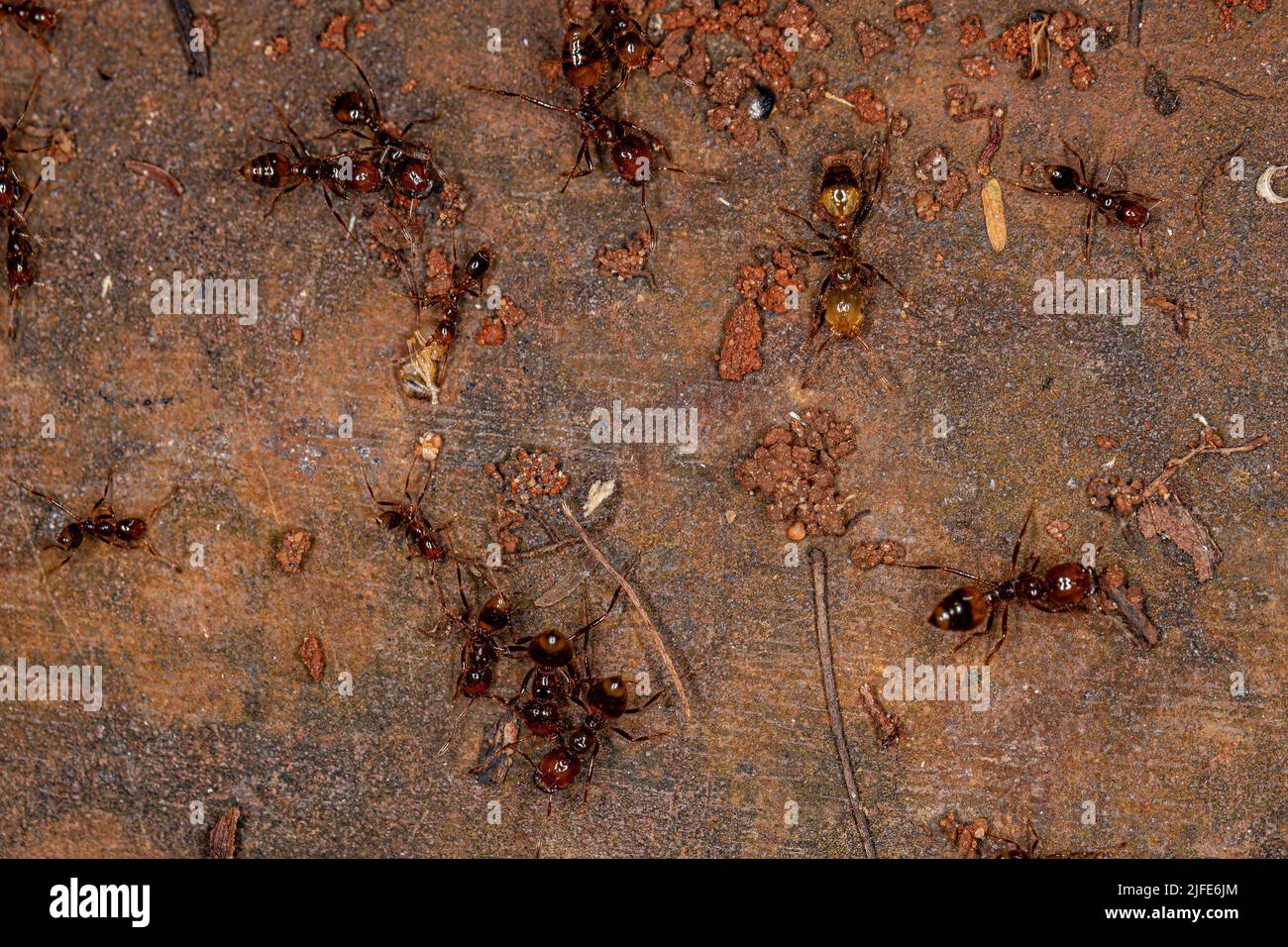 Adult Fire Ants of the Genus Solenopsis Stock Photo - Alamy