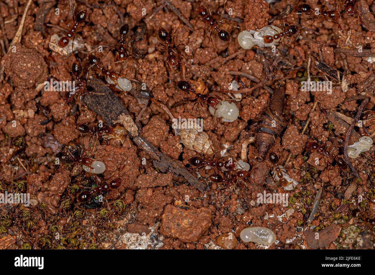 Adult Fire Ants of the Genus Solenopsis Stock Photo - Alamy