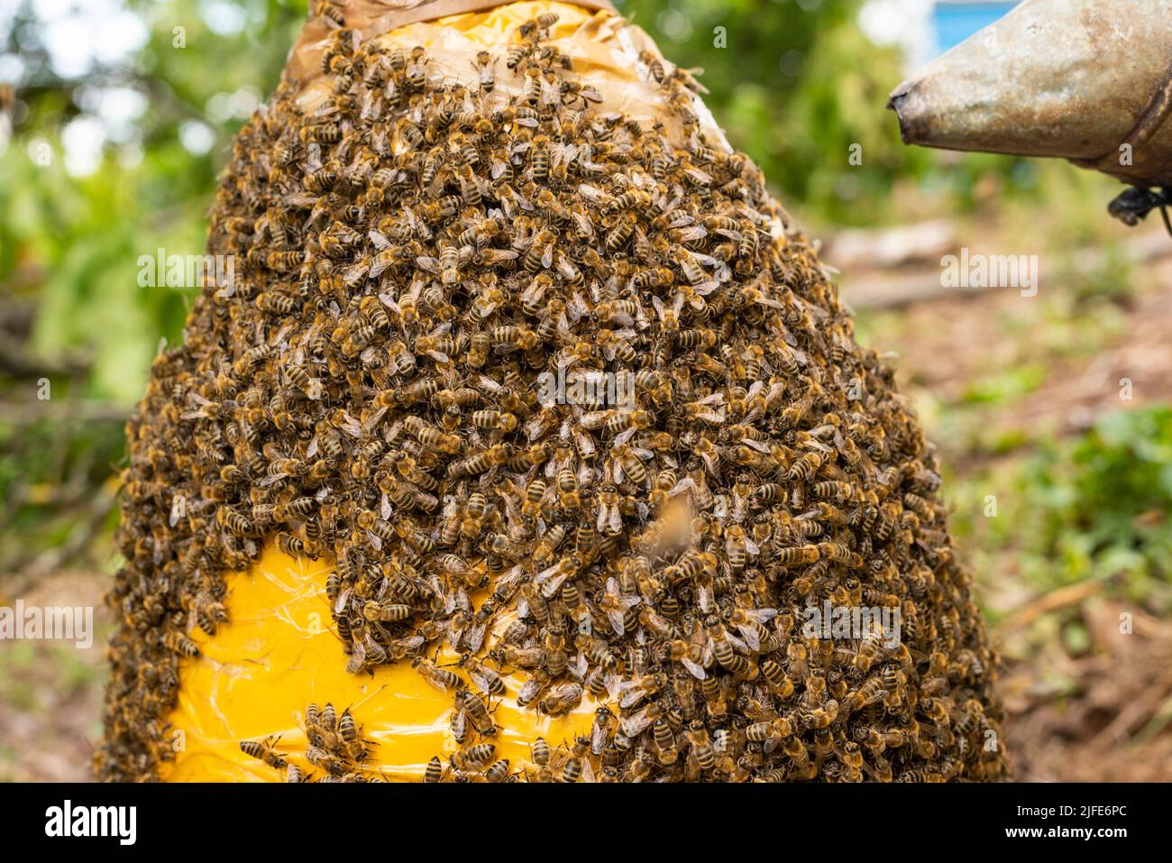 Bee swarm caught on traditional way. Thousands of bees on box Stock ...