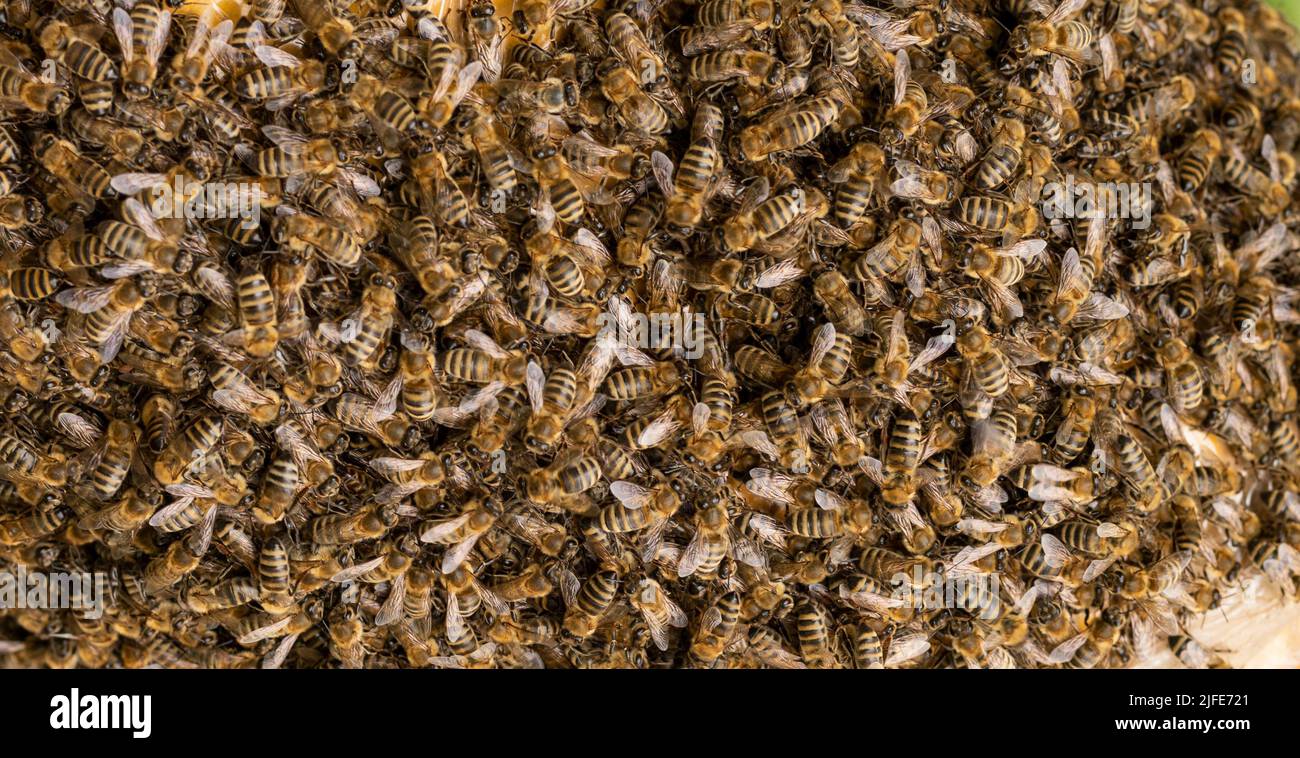 Propolis beehive frame hi-res stock photography and images - Alamy