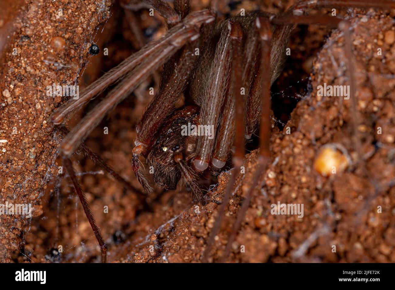 Adult Recluse Spider of the Genus Loxosceles Stock Photo - Alamy