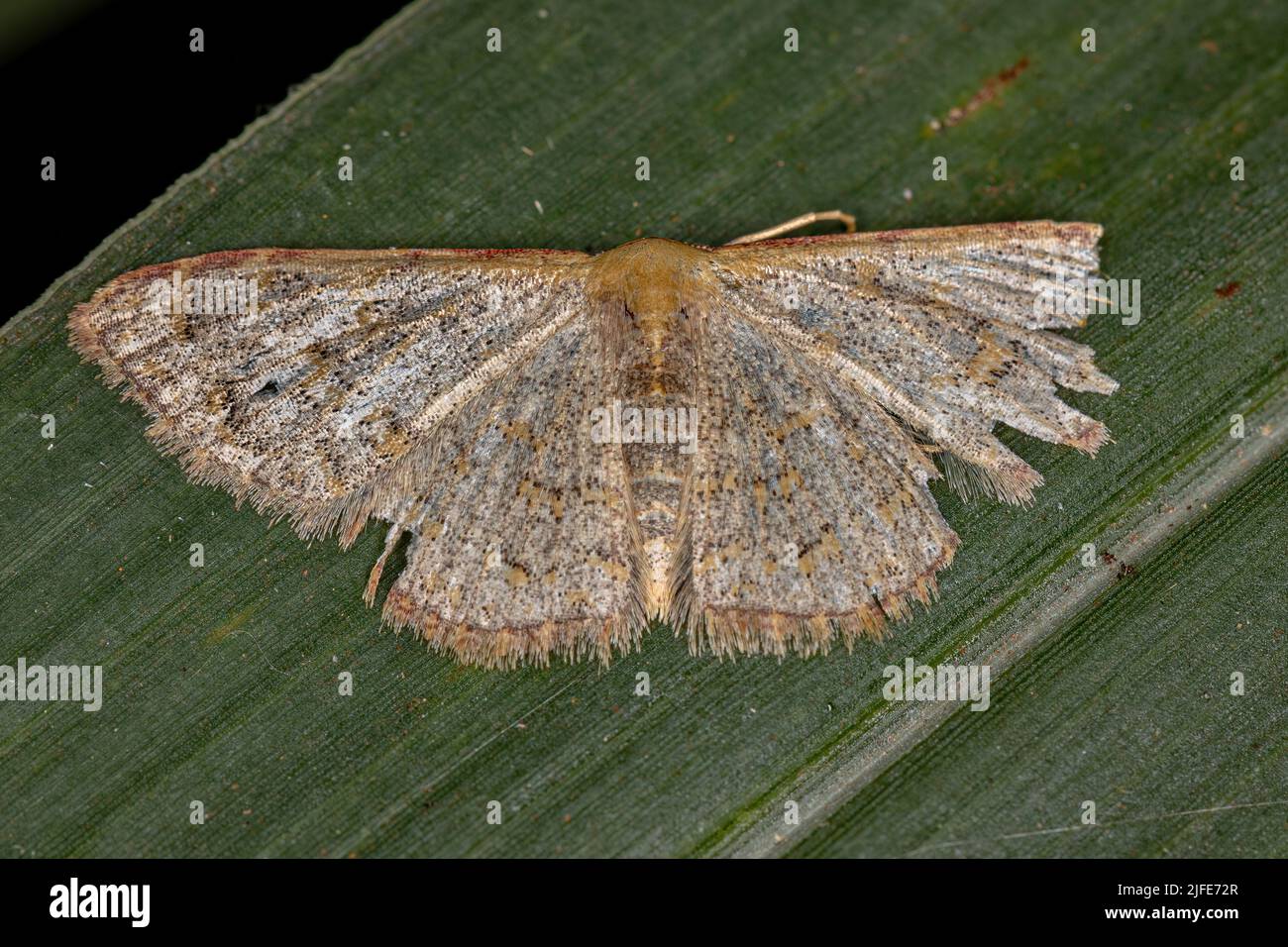 Adult Geometer Moth of the Family Geometridae Stock Photo - Alamy