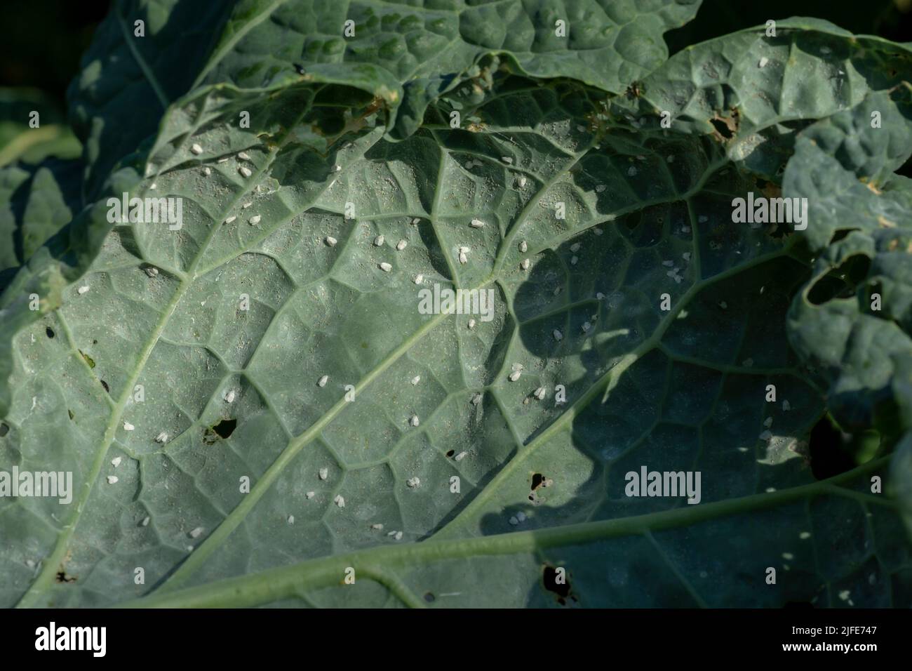 Whitefly parasite hi-res stock photography and images - Alamy