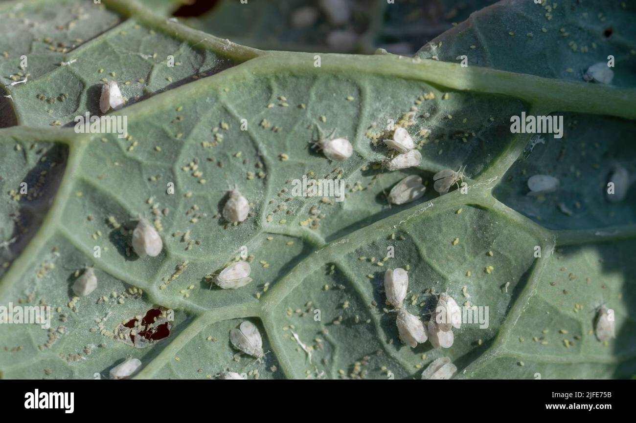 Whitefly parasite hi-res stock photography and images - Alamy