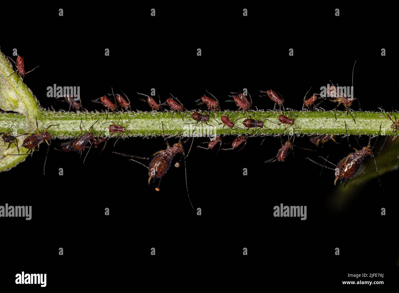 Group of small red aphids of the Family Aphididae Stock Photo - Alamy