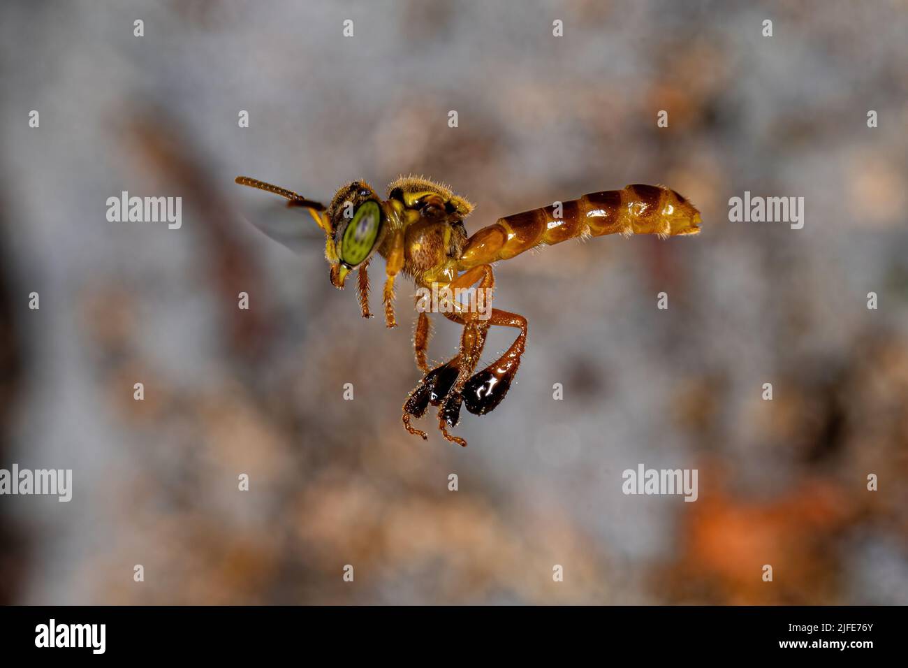 Adult Jatai bee of the species Tetragonisca angustula with selective ...