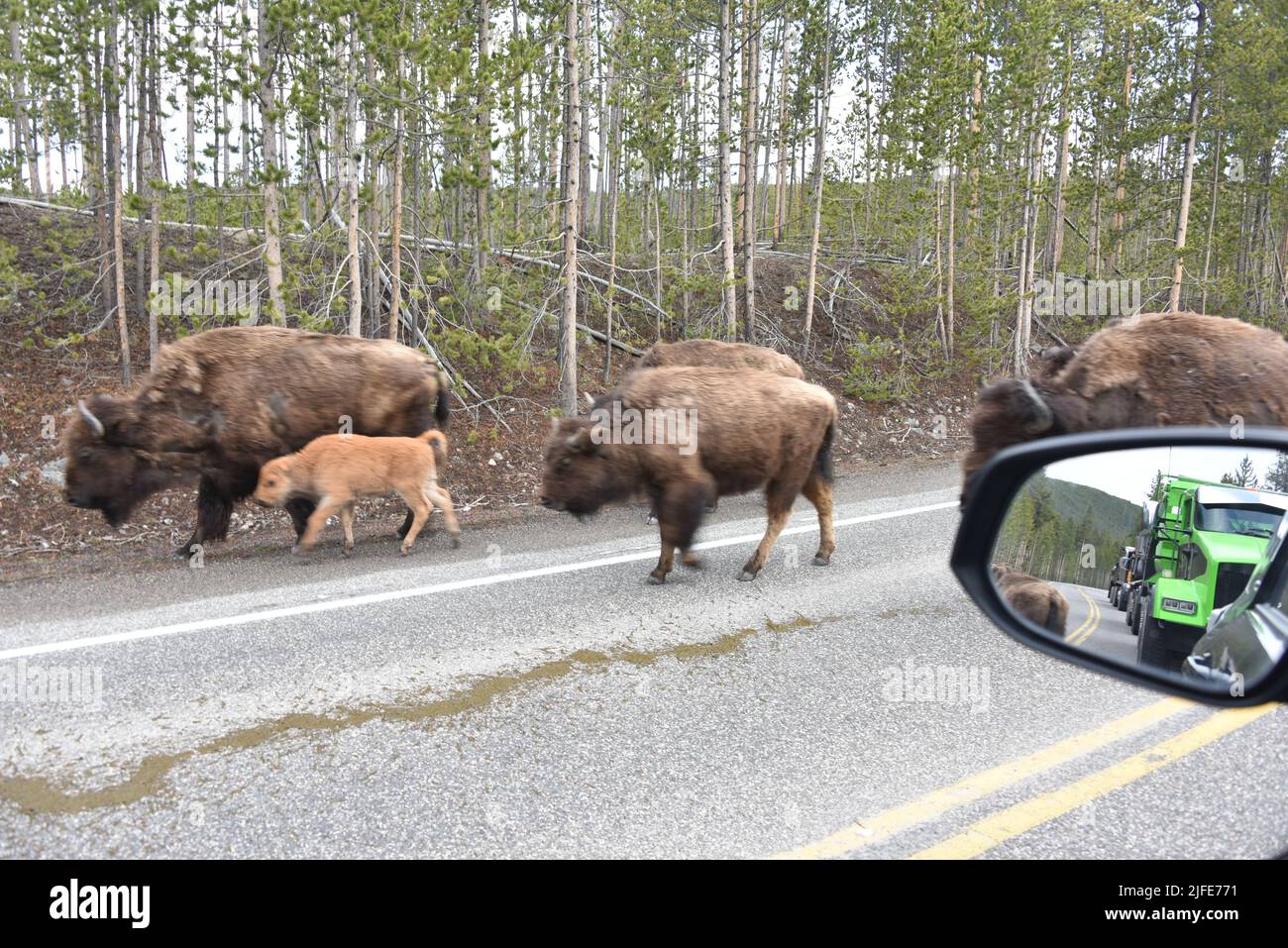 Yellowstone National Park, U.S.A. 5/21-24/2022. American Bison. 5,000 ...