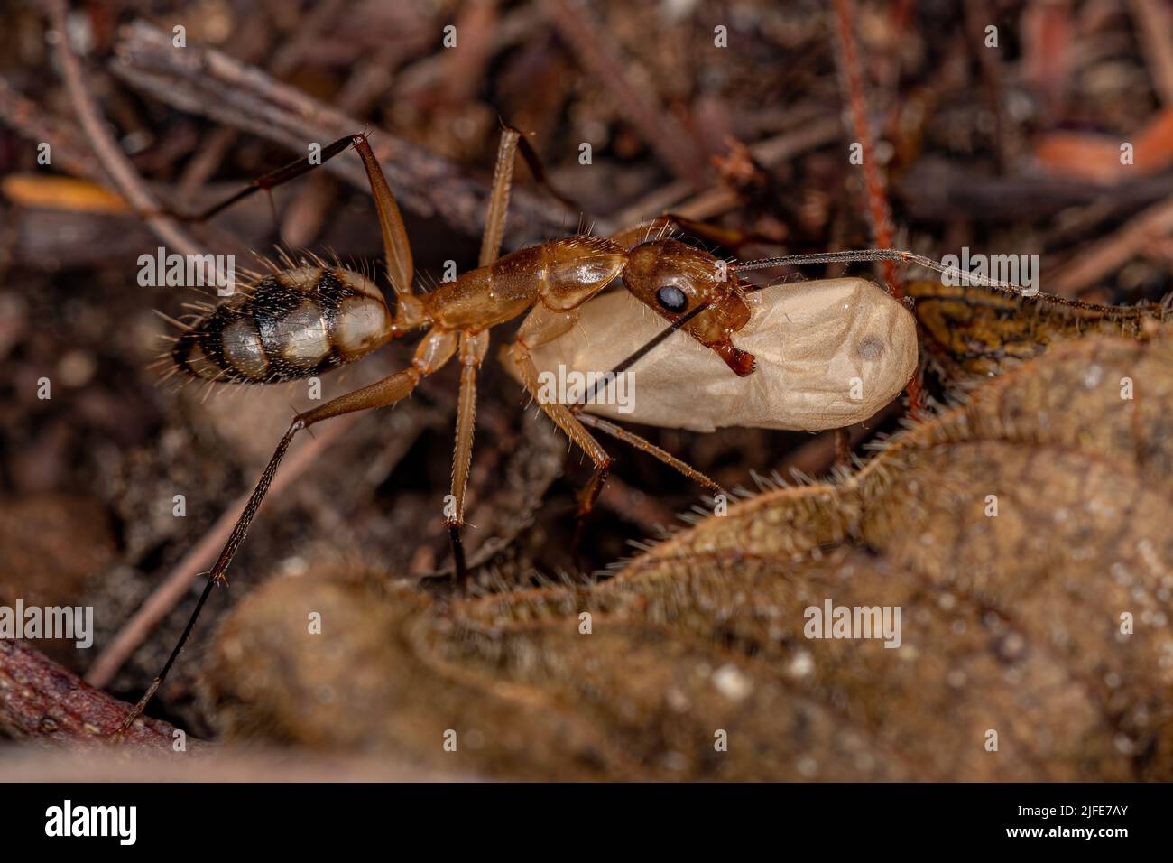 Adult Female Carpenter Ant of the genus Camponotus Stock Photo - Alamy