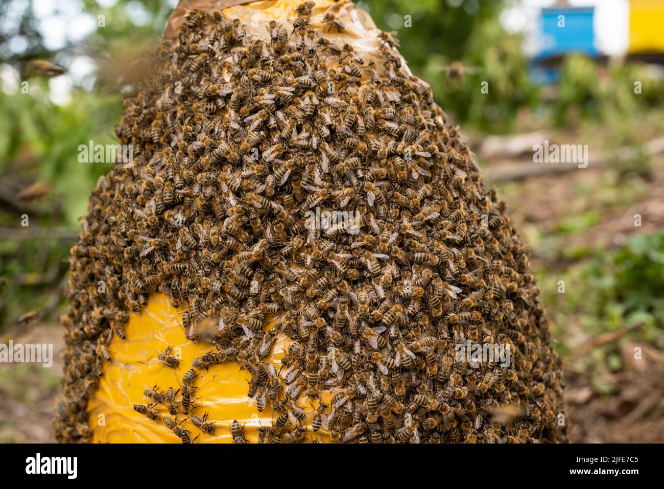 Bee swarm caught on traditional way. Thousands of bees on box Stock ...