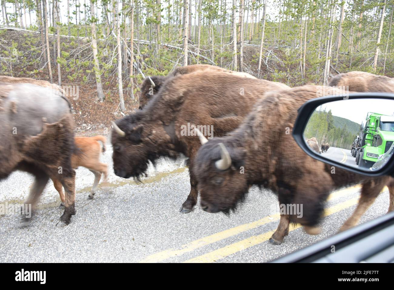 Yellowstone National Park, U.S.A. 5/21-24/2022. American Bison. 5,000 ...