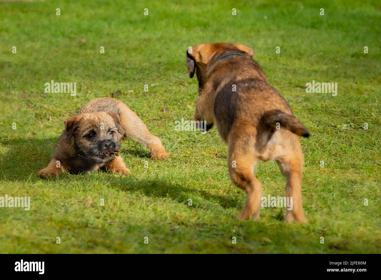 Puppies Playing Together Wallpaper