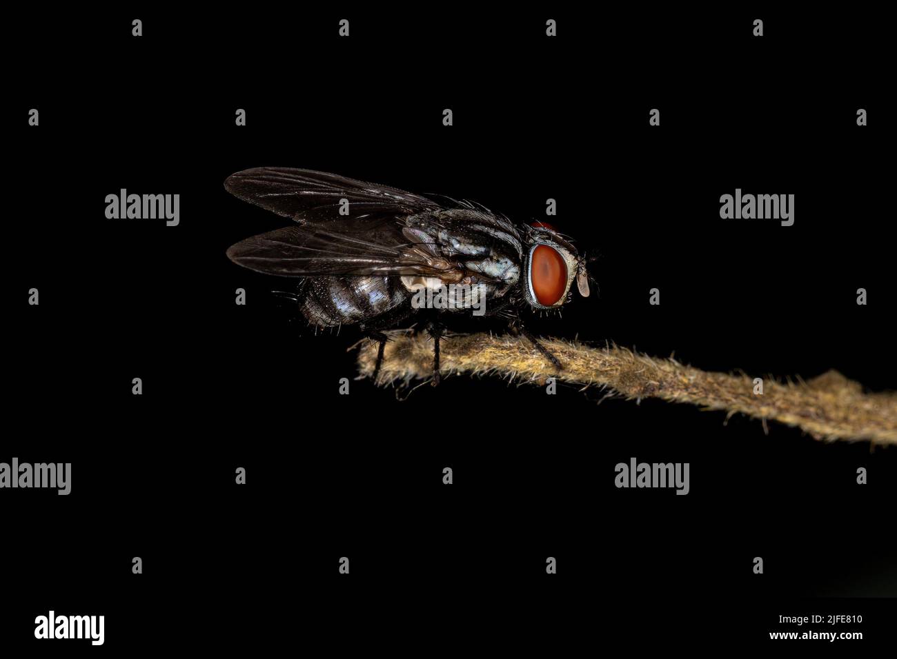 Insect family sarcophagidae hi-res stock photography and images - Alamy