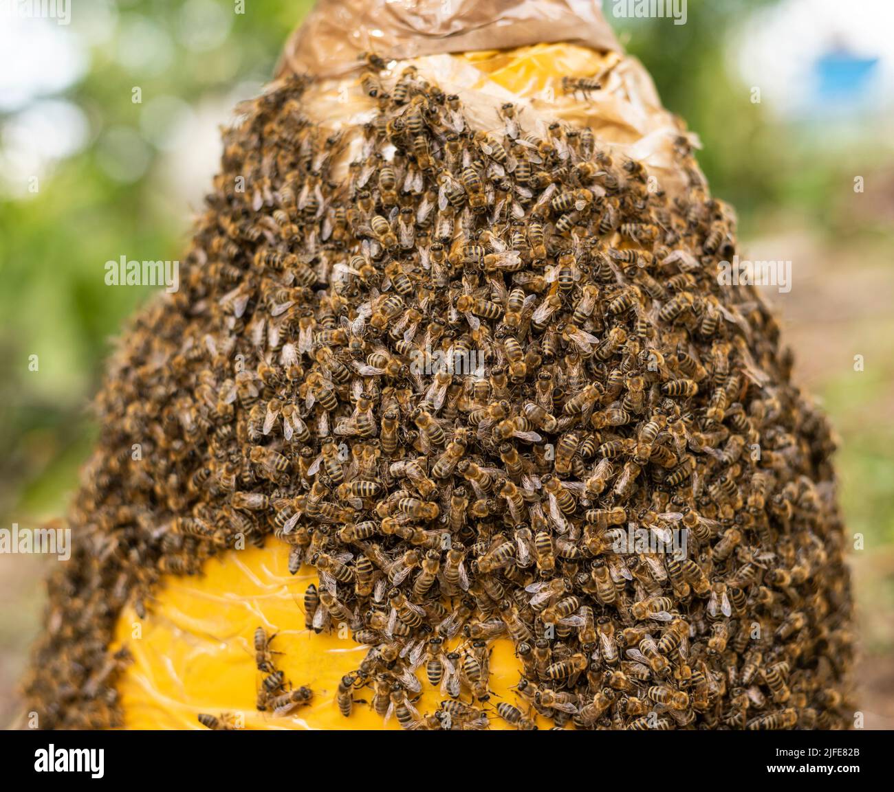 Bee swarm caught on traditional way. Thousands of bees on box Stock ...