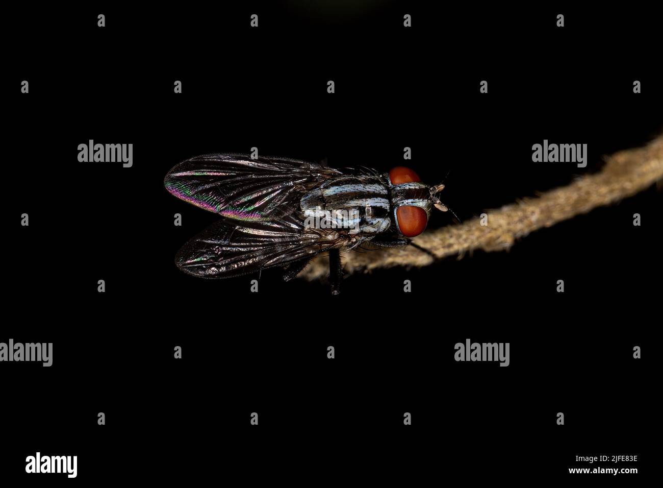 Adult Flesh Fly of the Family Sarcophagidae Stock Photo - Alamy