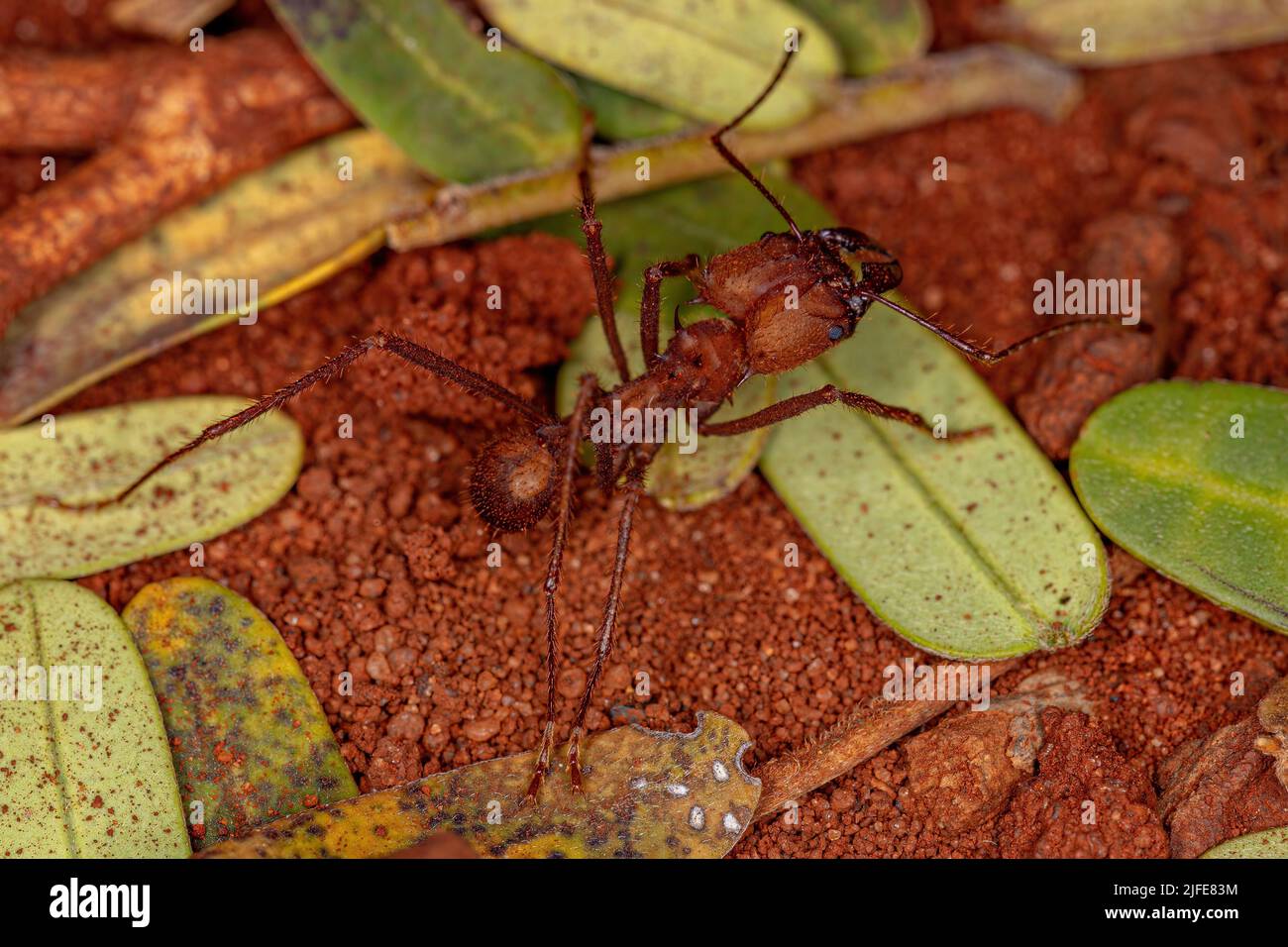 Adult Atta Leaf-cutter Ant of the Genus Atta Stock Photo - Alamy
