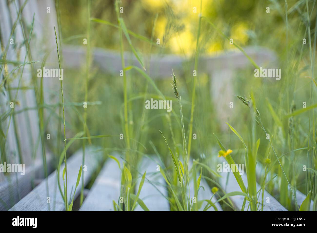 Uncut long grasses pushing up through a wooden bench in the spring ...