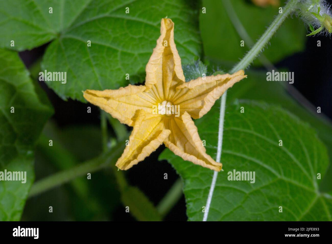 Flower and ovary of a young cucumber close-up Stock Photo - Alamy