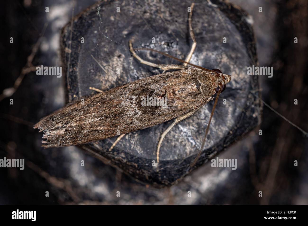Knot horn moth hi-res stock photography and images - Alamy