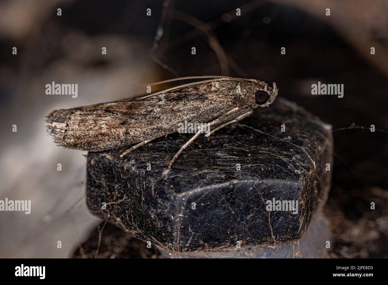 Adult Pyralid Snout Moth of the Family Pyralidae Stock Photo - Alamy