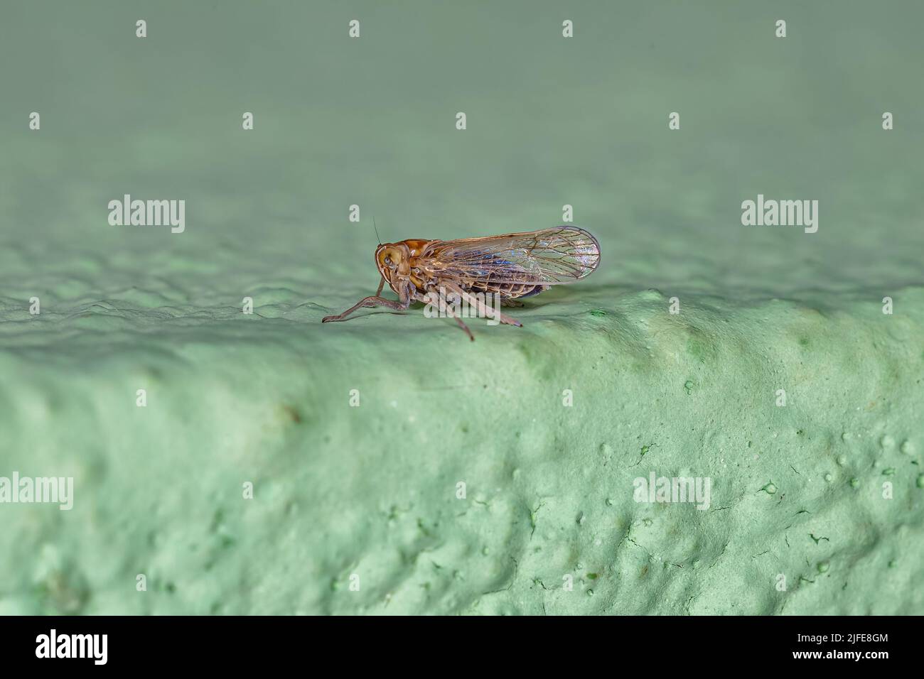 Adult Delphacid Planthopper Insect of the Family Delphacidae Stock ...