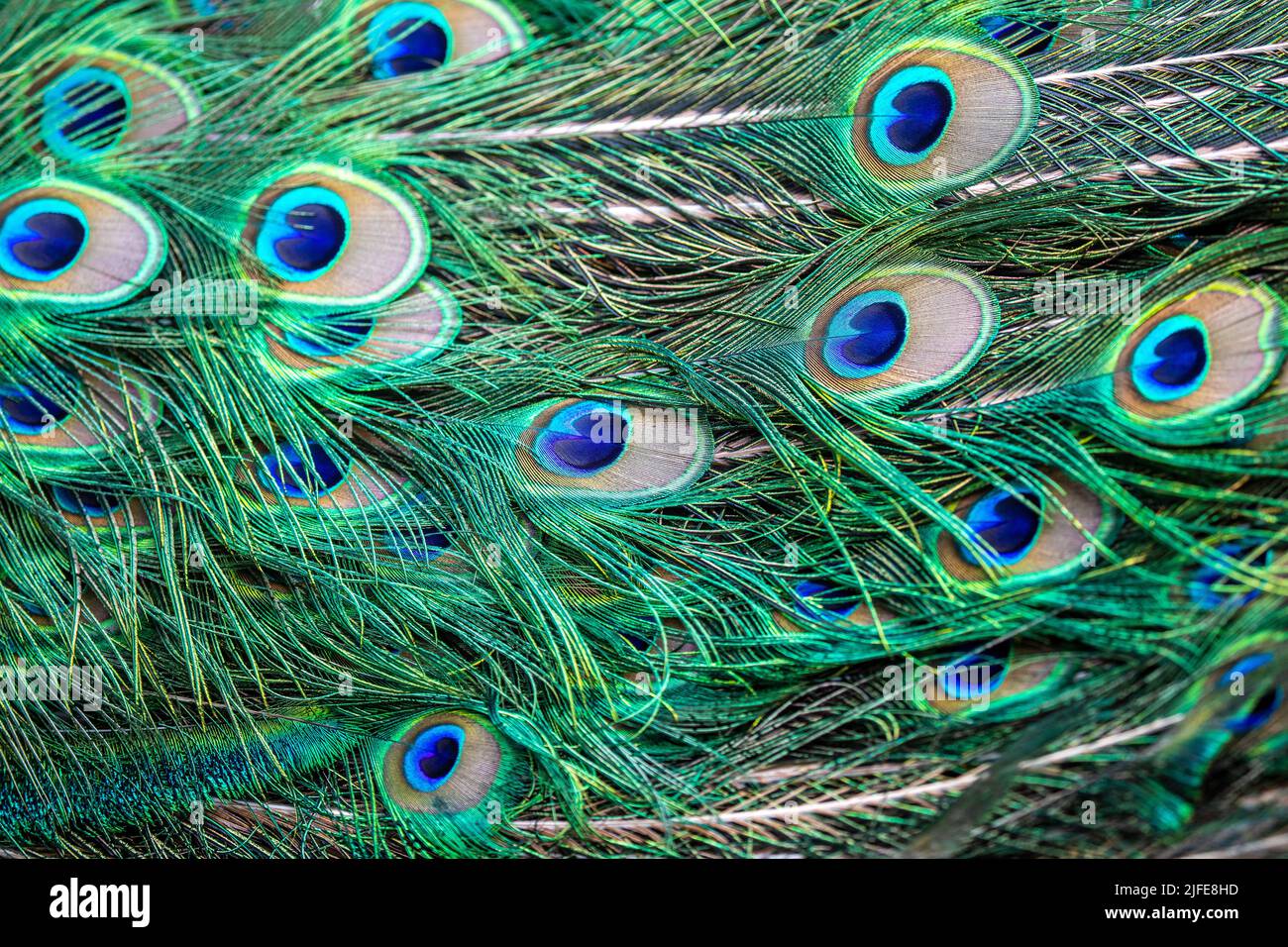 Striking tail pattern hi-res stock photography and images - Alamy