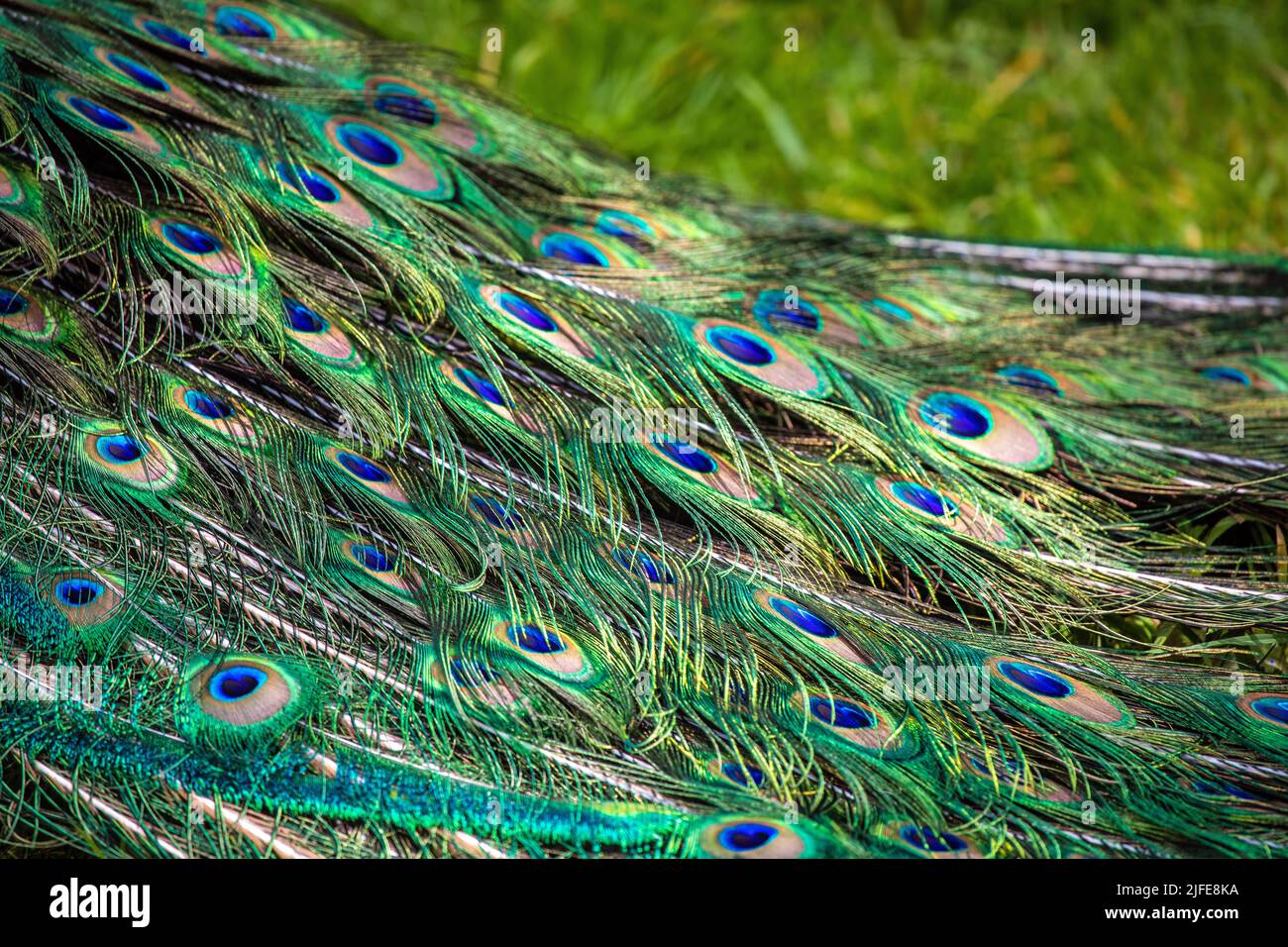 Peacock tail hi-res stock photography and images - Alamy