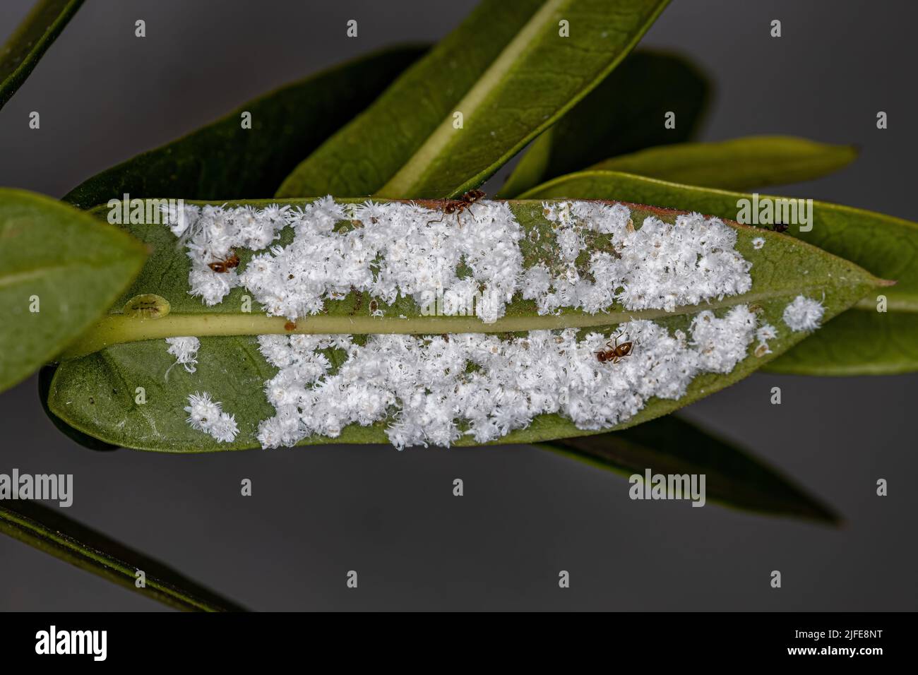 White Scale Insects of the Superfamily Coccoidea Stock Photo - Alamy
