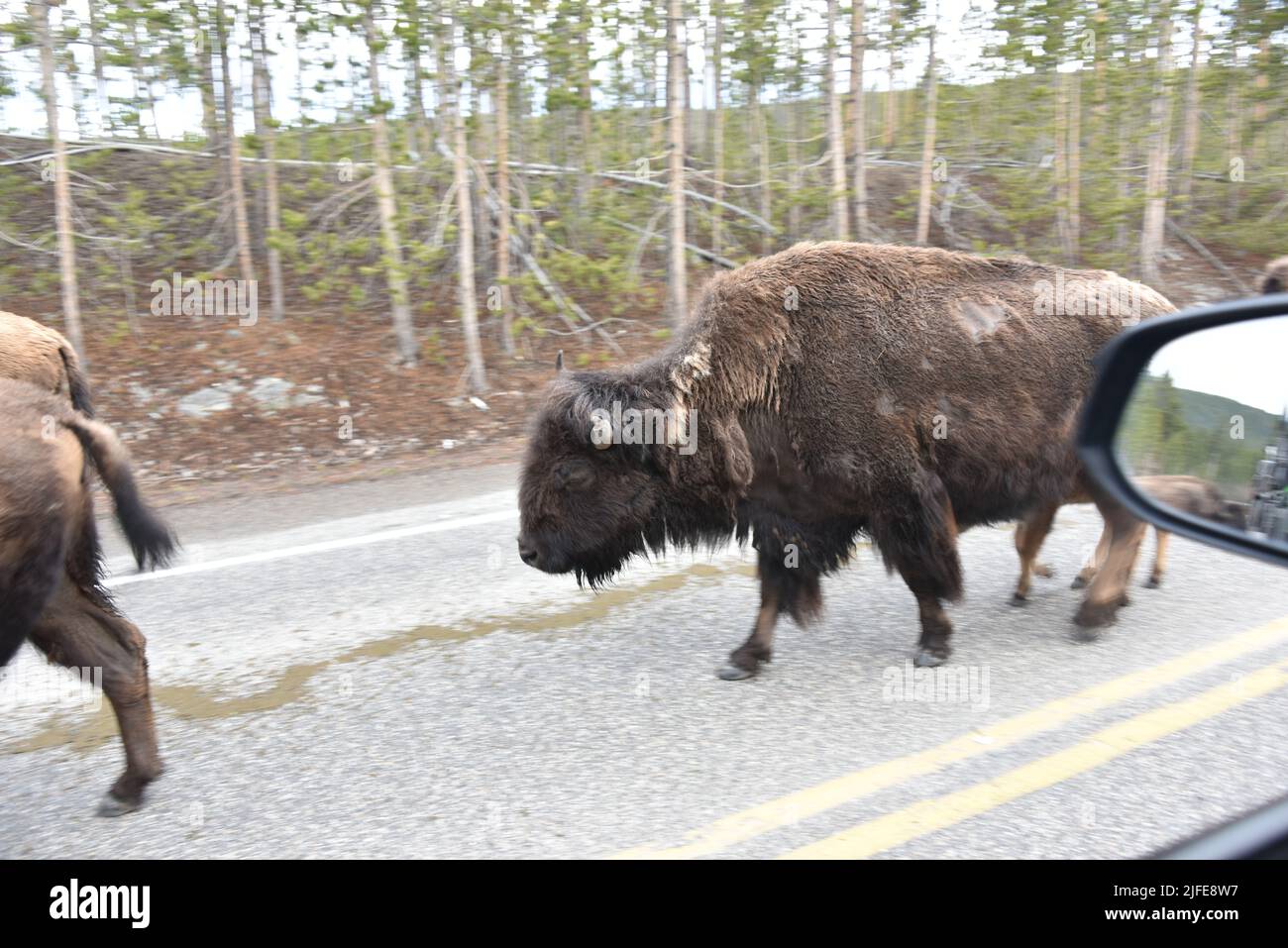 Yellowstone National Park, U.S.A. 5/21-24/2022. American Bison. 5,000 ...