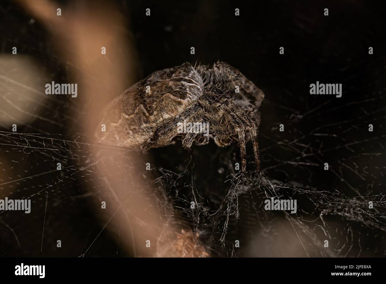 Adult Female Tropical Tent-web Spider of the species Cyrtophora ...