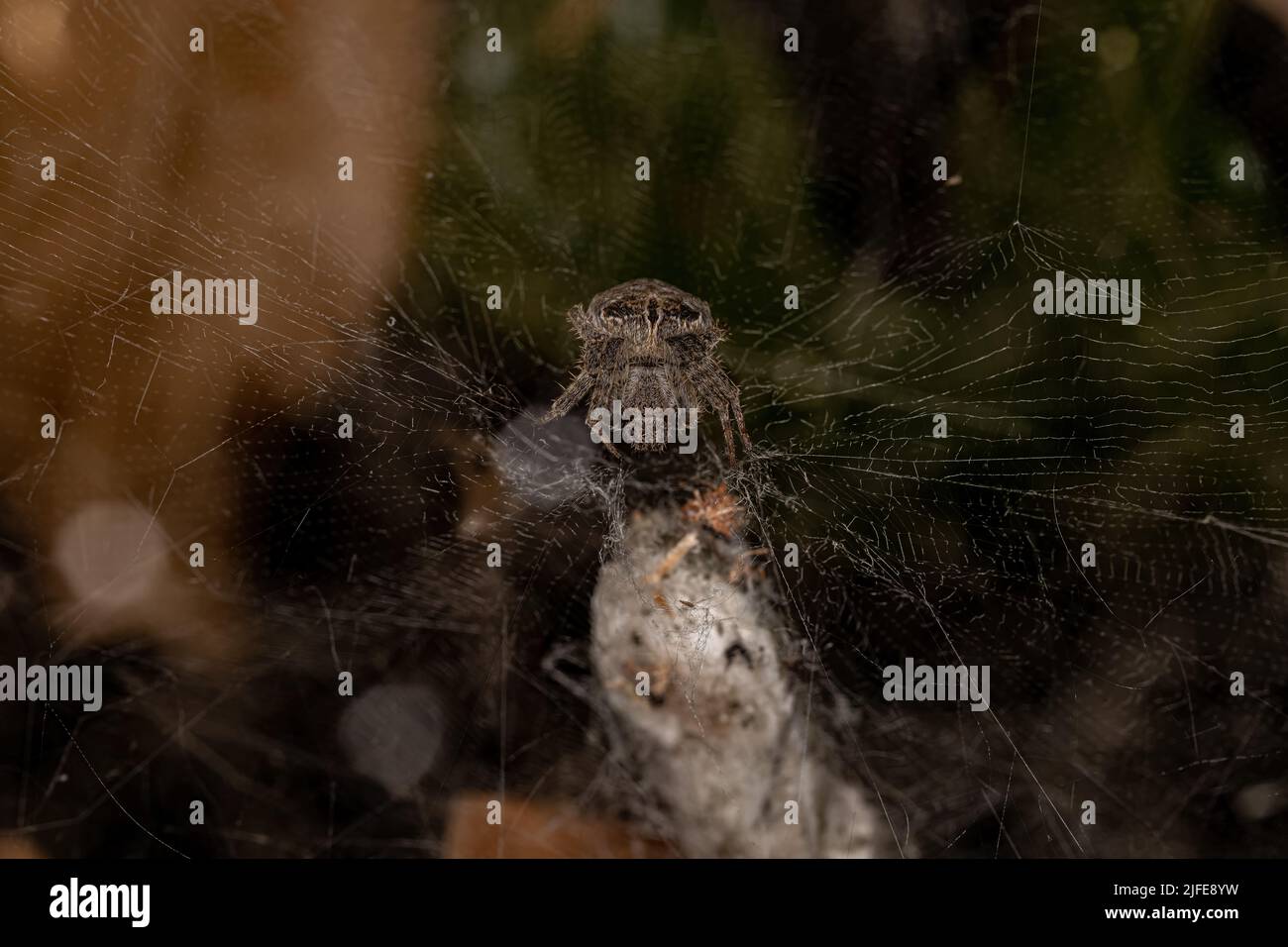 Adult Female Tropical Tent-web Spider of the species Cyrtophora ...