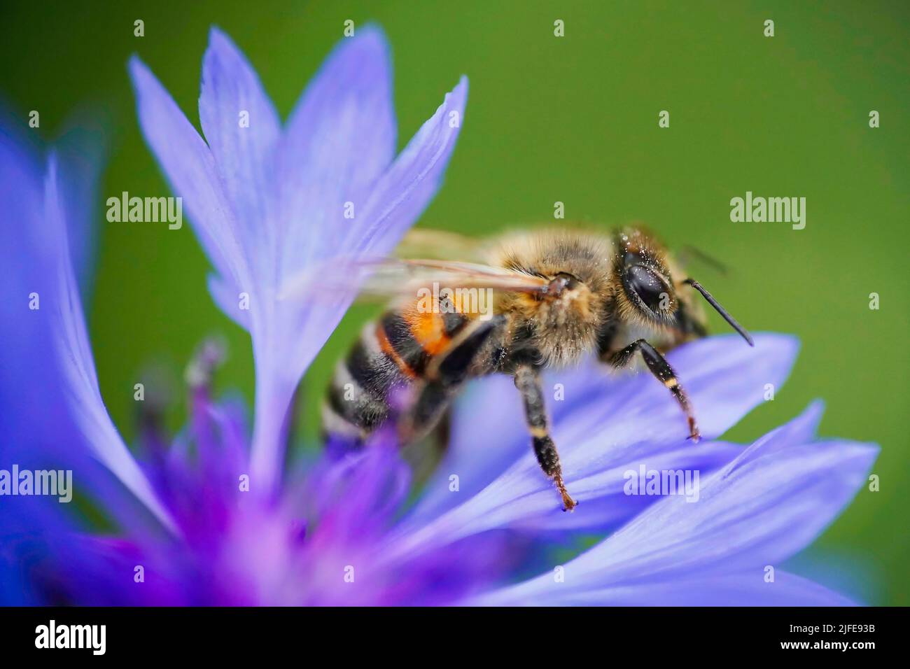 a western honeybee, Apis mellifera, in close-up, which belongs to the ...
