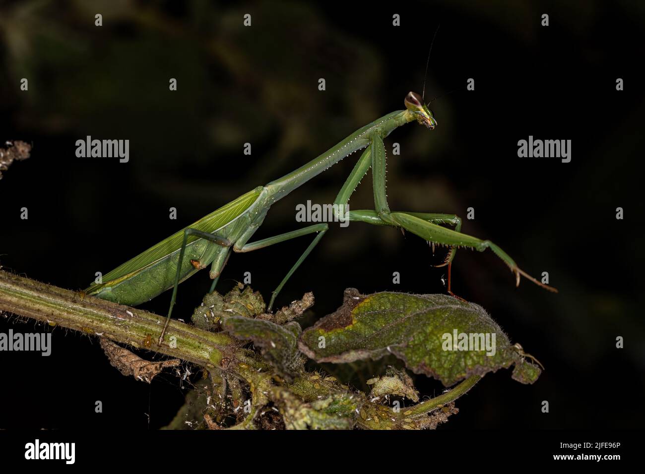 Adult Female Mantid of the Genus Oxyopsis Stock Photo - Alamy