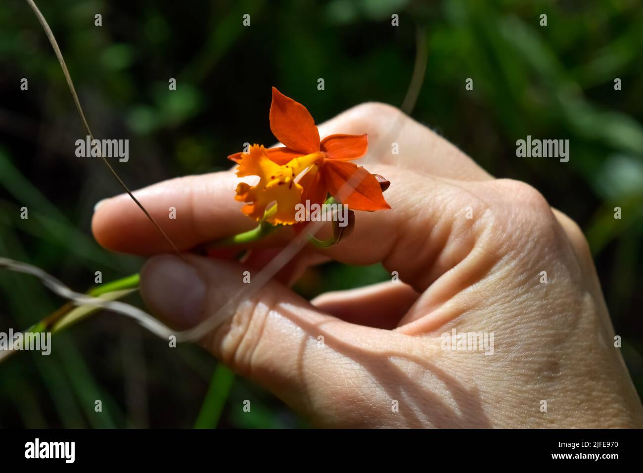 Hand grasping a red and yellow flower stem Stock Photo - Alamy