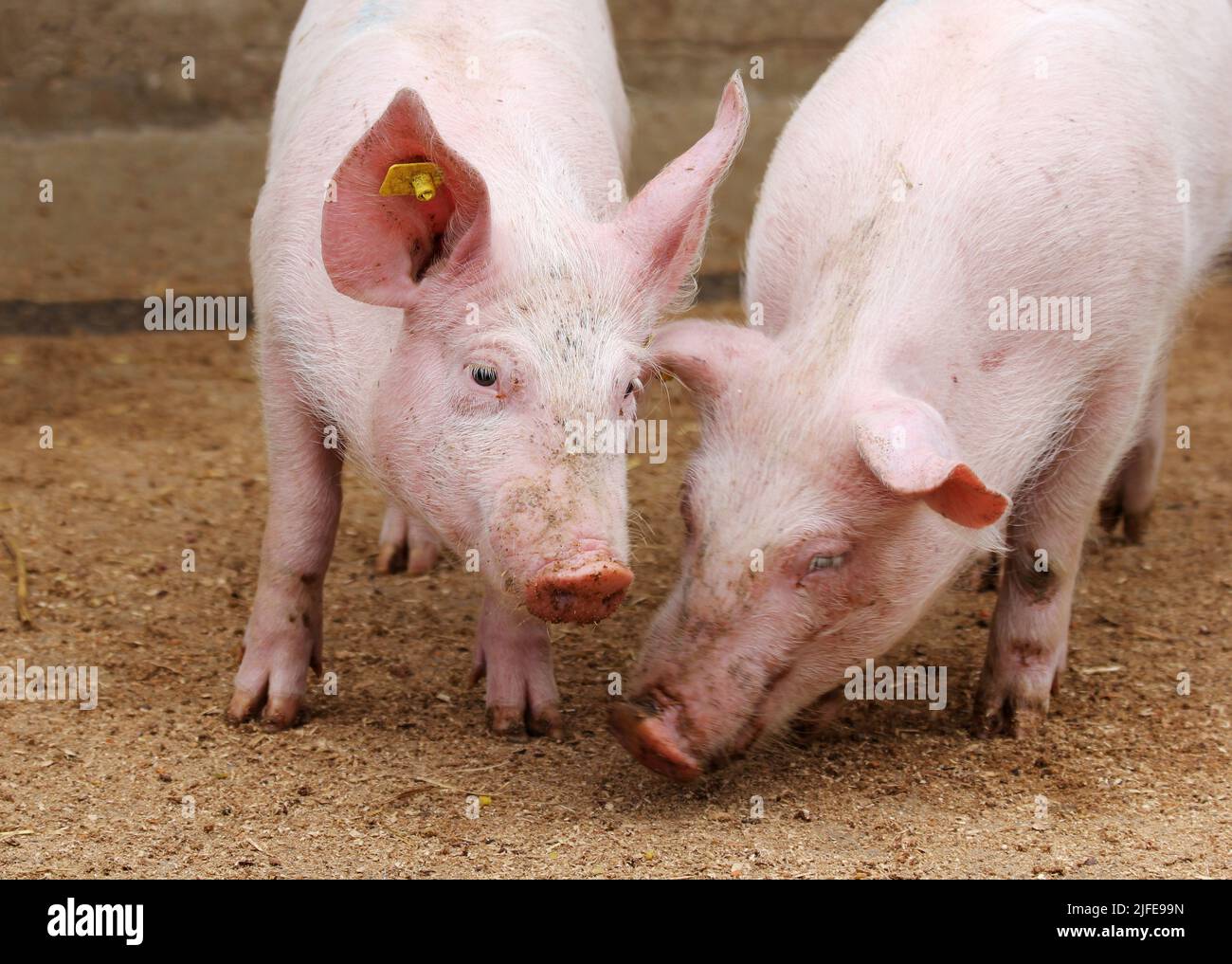 Farm pigs in sty - agricultural production Stock Photo - Alamy