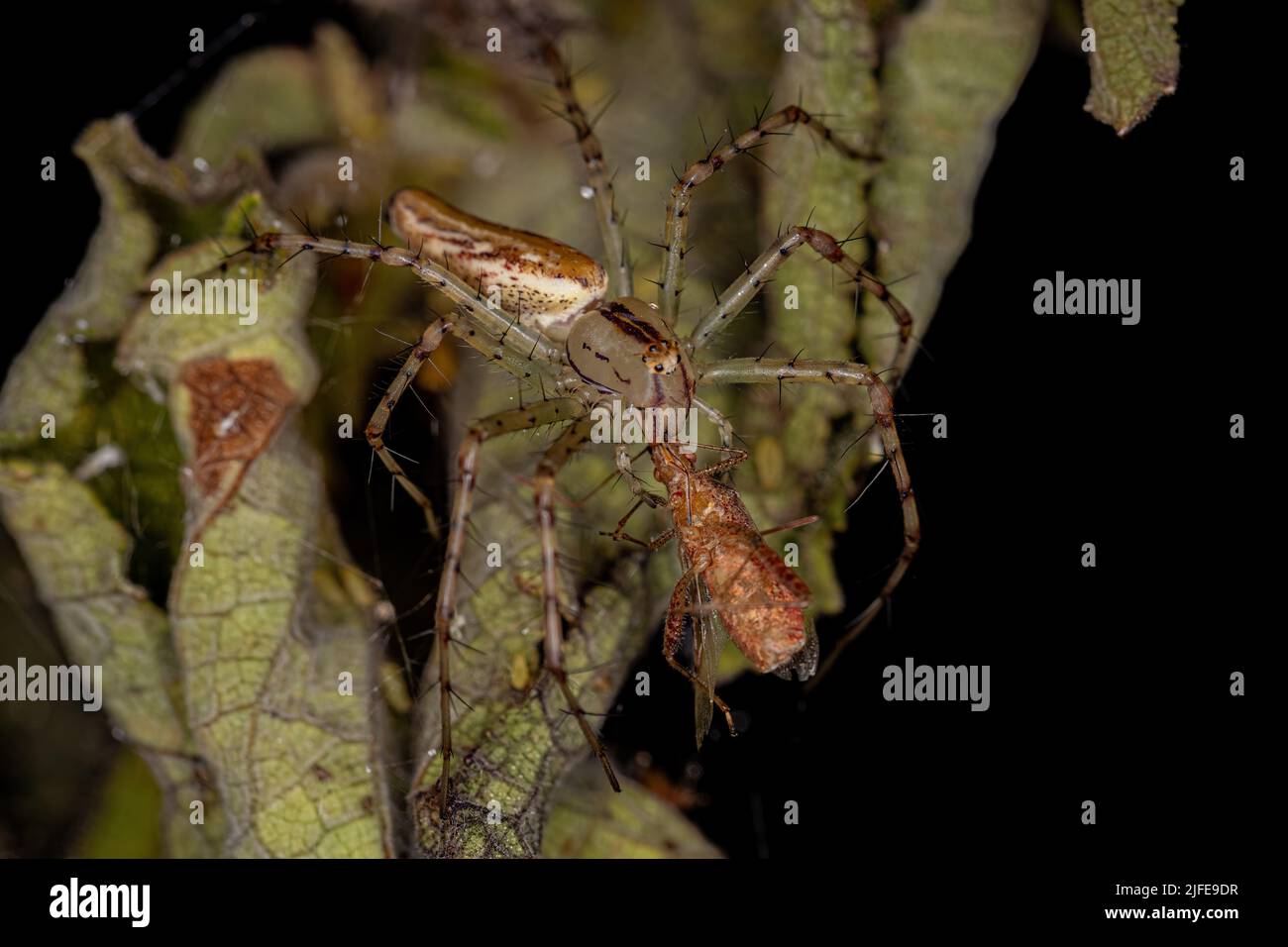 Adult Female Lynx Spider of the species Peucetia rubrolineata preying ...