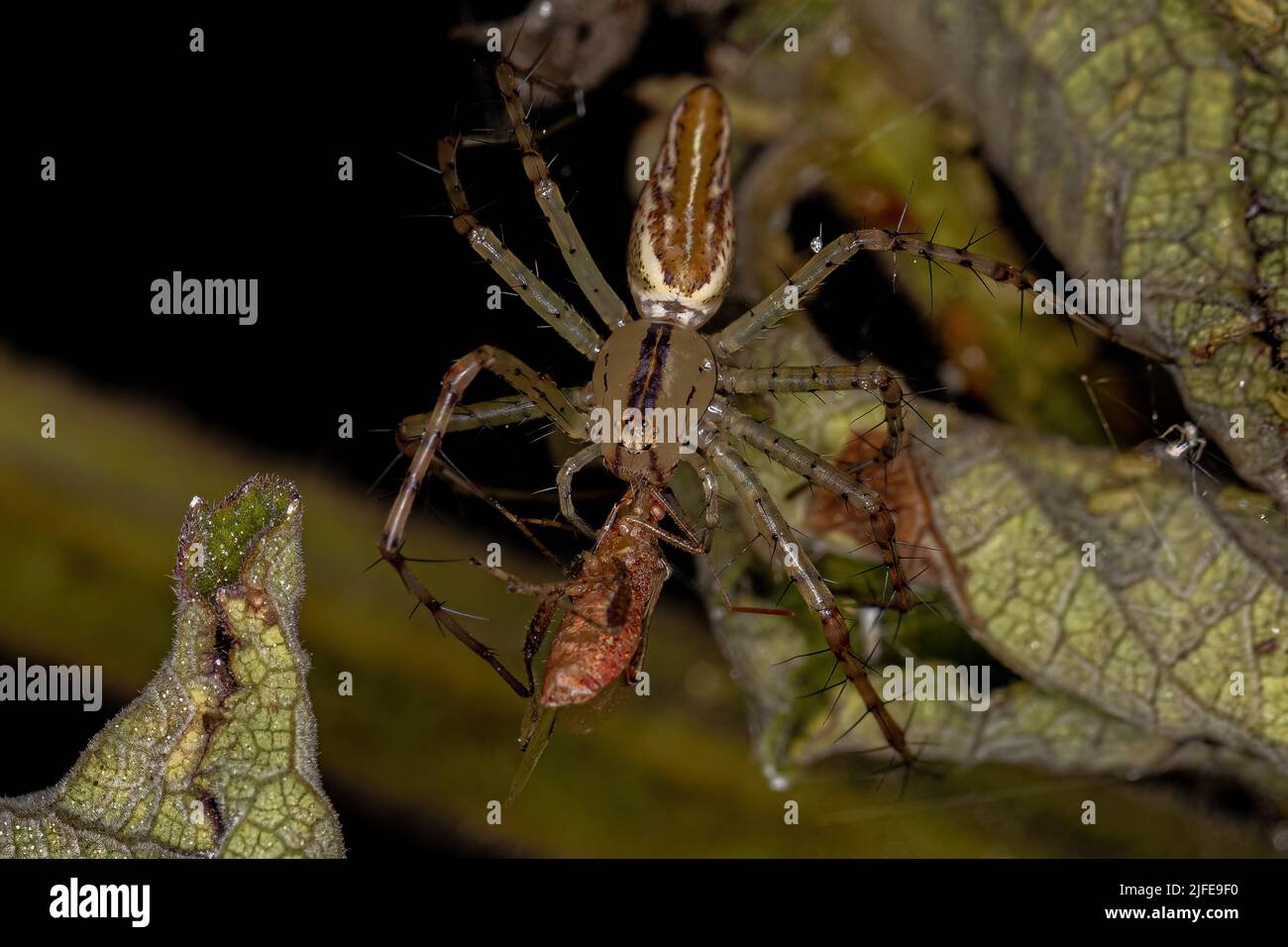 Adult Female Lynx Spider of the species Peucetia rubrolineata preying ...