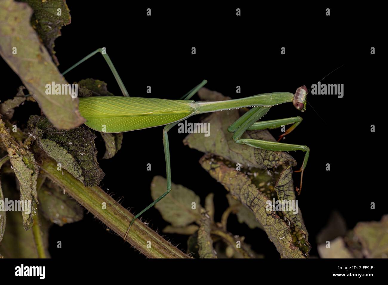 Female mantid hi-res stock photography and images - Alamy