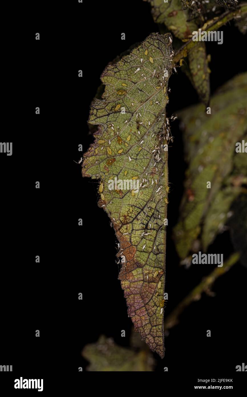 Group of small green aphids of the Family Aphididae Stock Photo - Alamy