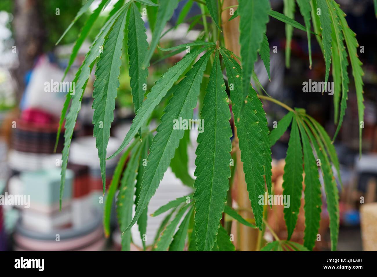 Small herbal garden hi-res stock photography and images - Alamy