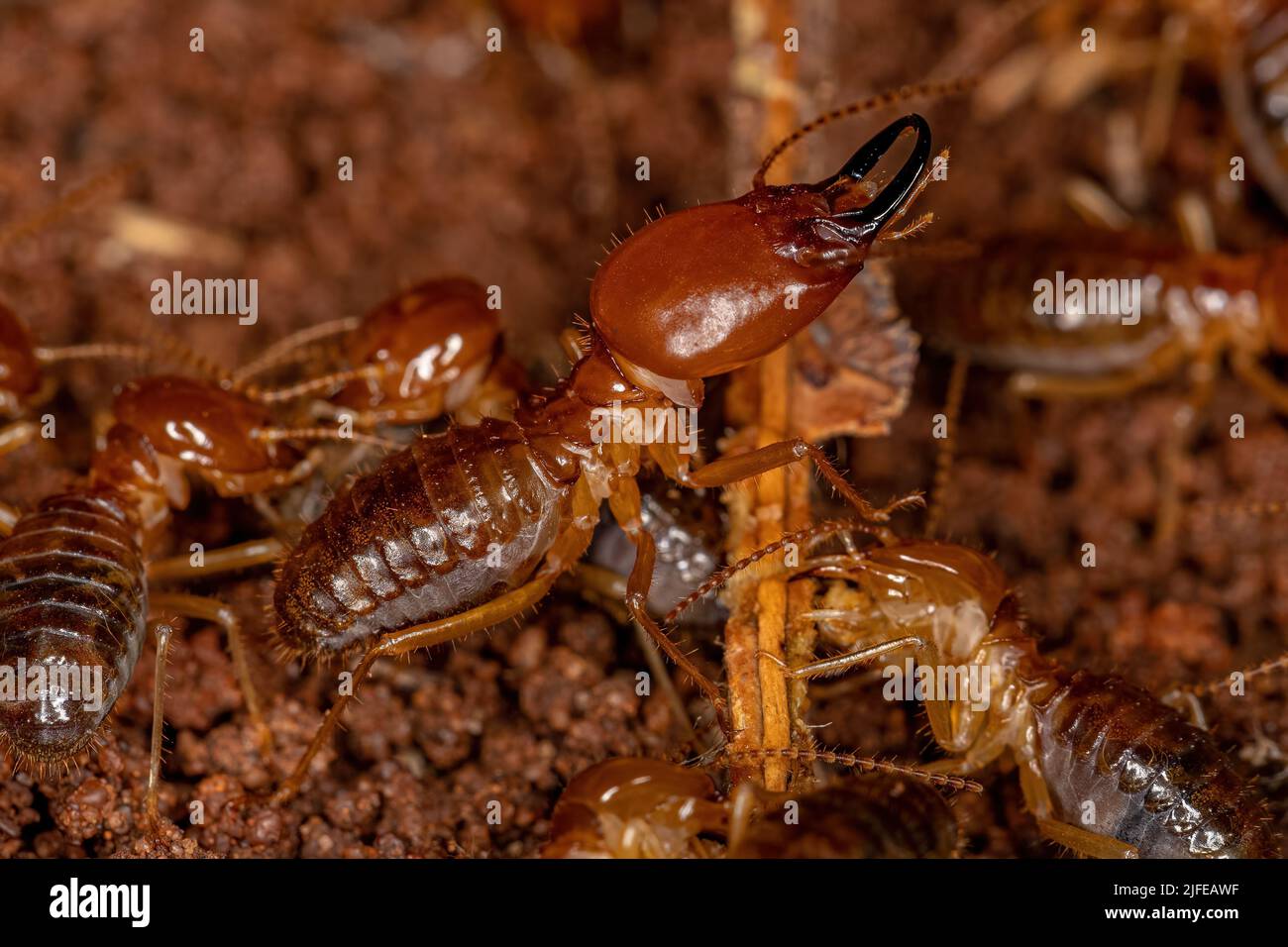 Adult Jawsnouted Termites of the species Syntermes molestus Stock Photo ...