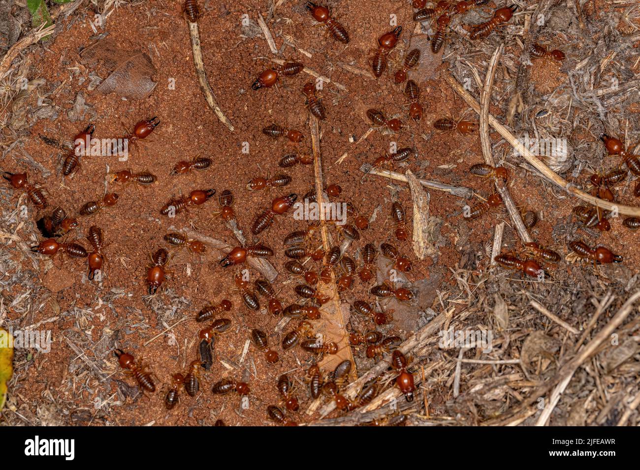 Adult Jawsnouted Termites of the species Syntermes molestus Stock Photo ...