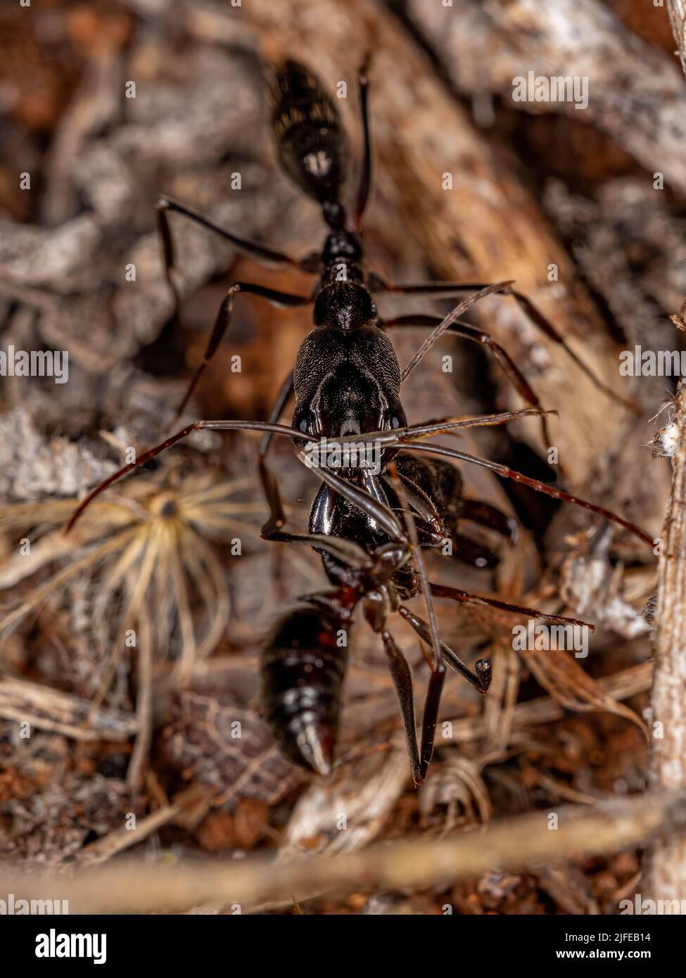 Adult Trap-jaw Ant of the Genus Odontomachus carrying a dead ant of the ...