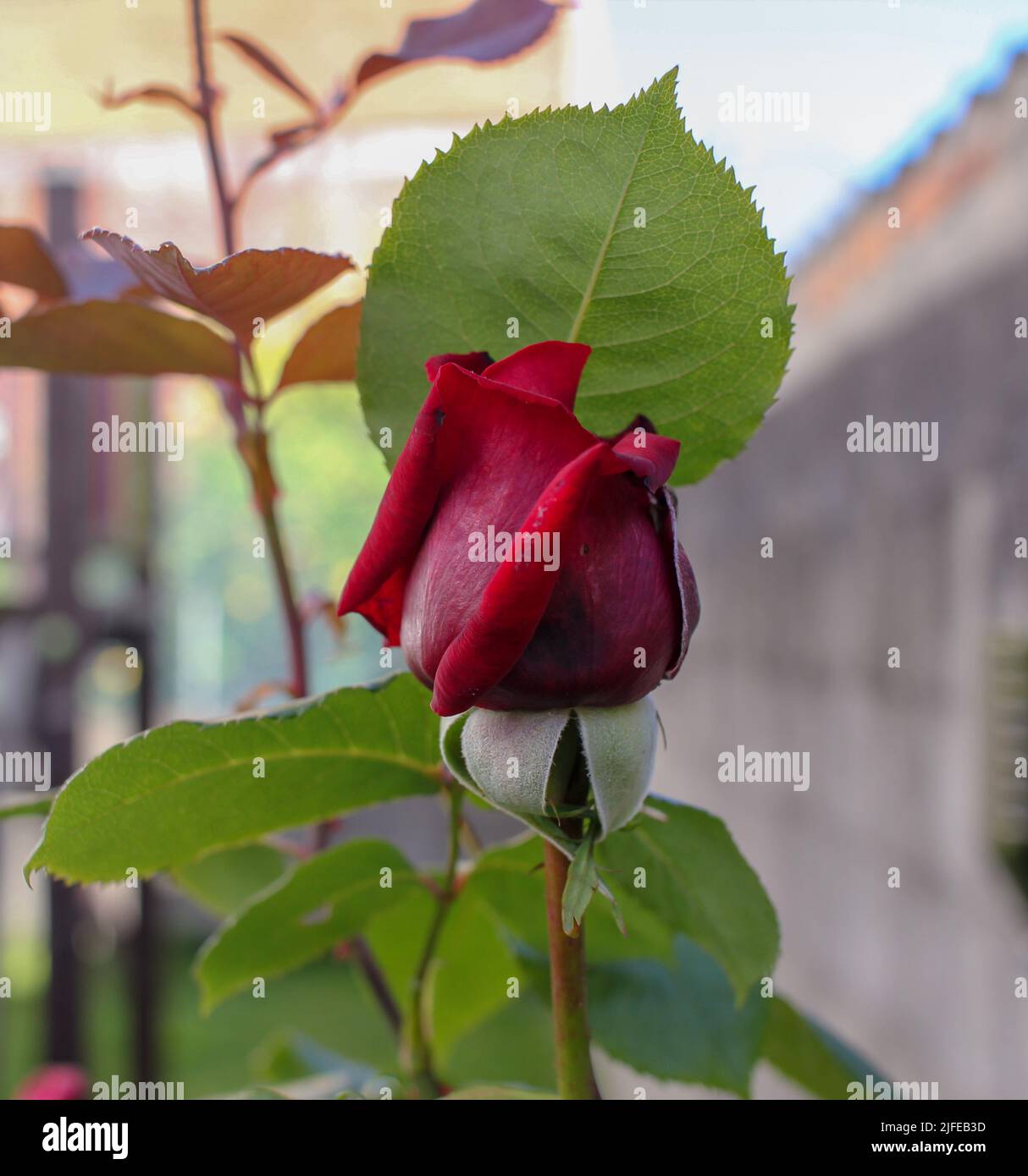 Speaking colors hi-res stock photography and images - Alamy