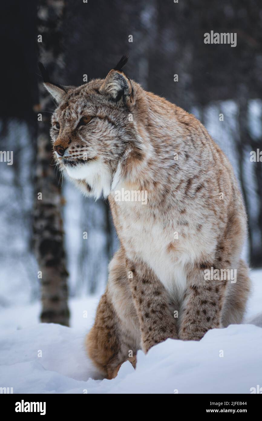 A Eurasian lynx (Lynx lynx) walking on snow Stock Photo - Alamy