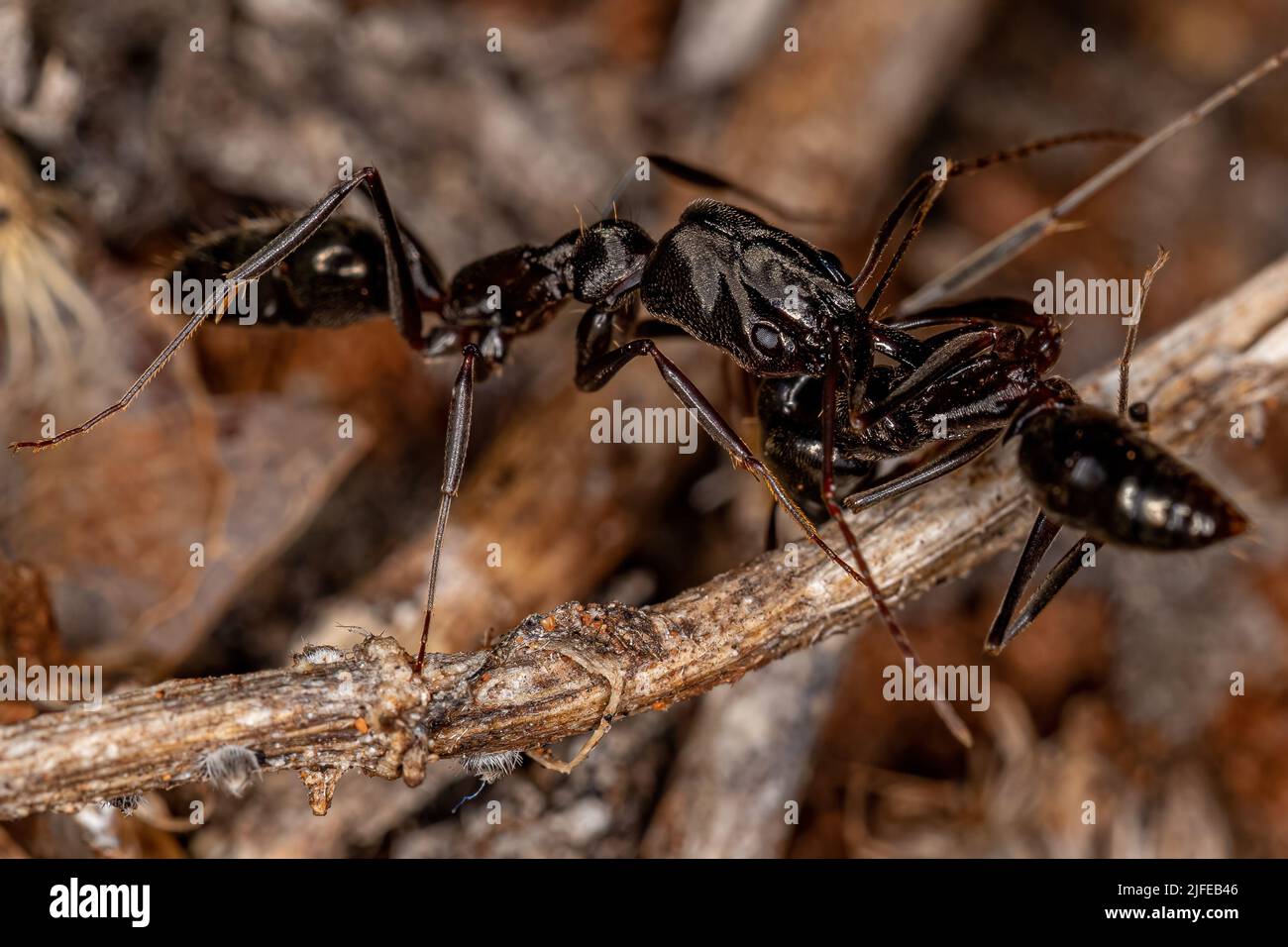 Adult Trap-jaw Ant of the Genus Odontomachus carrying a dead ant of the same species Stock Photo ...