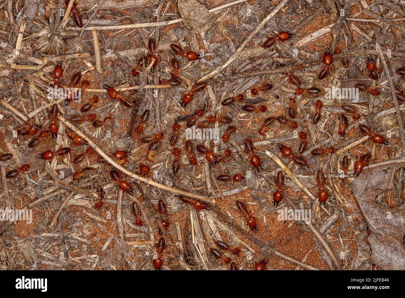 Adult Jawsnouted Termites of the species Syntermes molestus Stock Photo ...