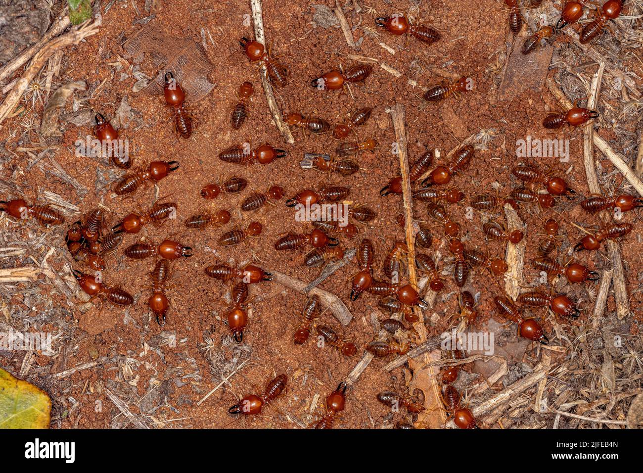 Adult Jawsnouted Termites of the species Syntermes molestus Stock Photo ...