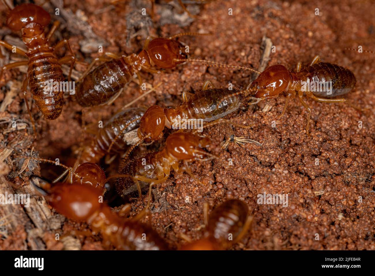 Adult Jawsnouted Termites of the species Syntermes molestus Stock Photo ...