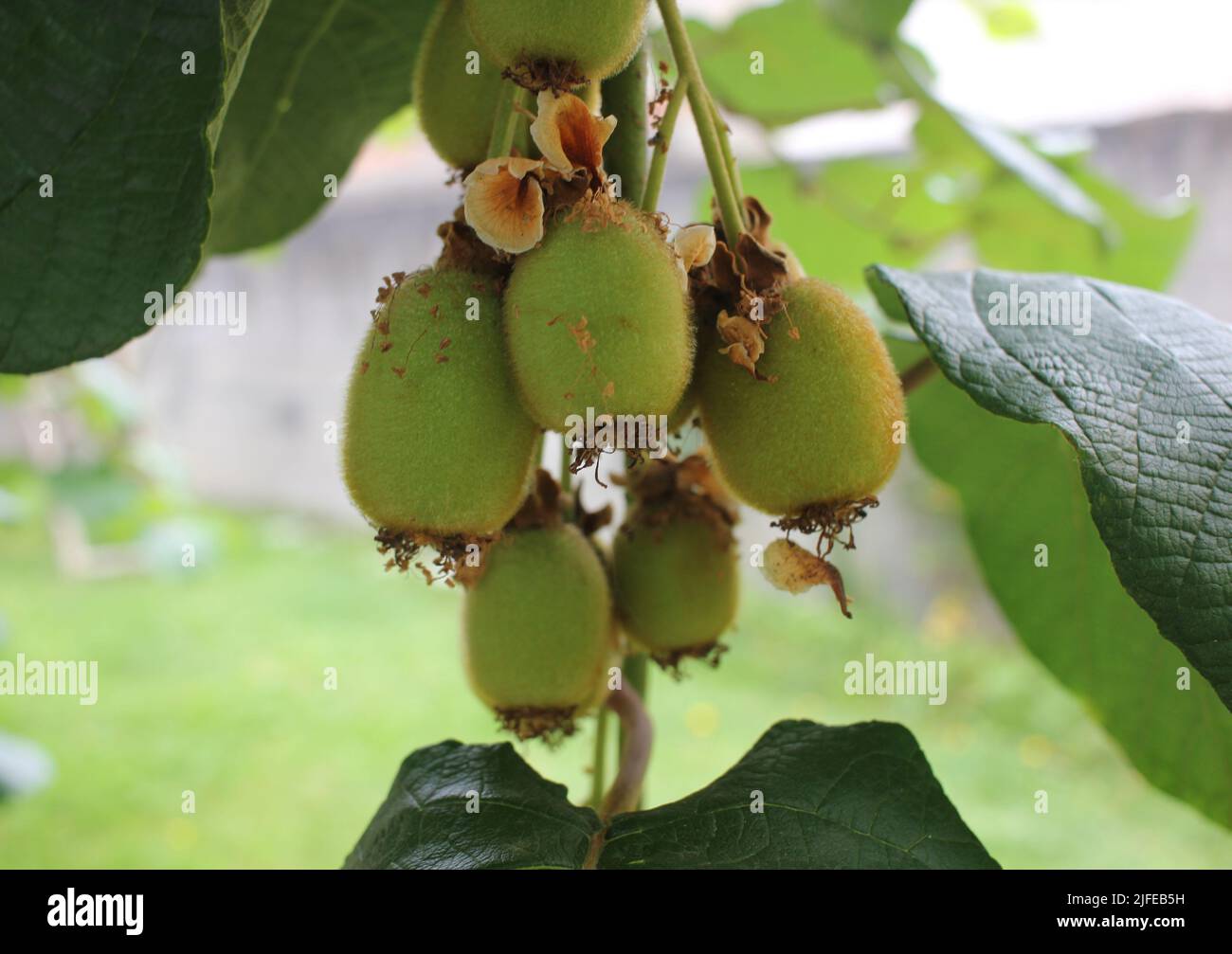 five little kiwis are growing fast in the kiwi tree that I have planted ...